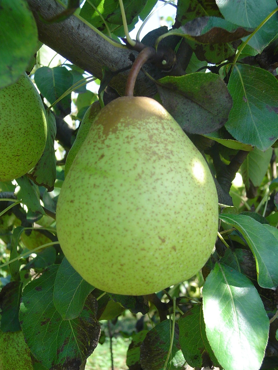 OS SEGREDOS DA PÊRA