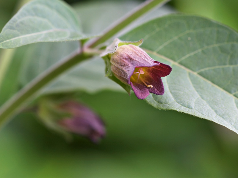 My Herbal Journal: (2) Physic Garden Profile: Atropa belladonna