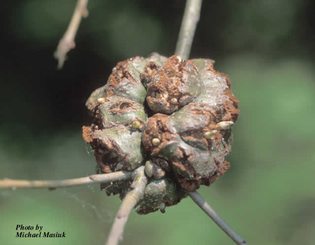 My Herbal Journal: Plant Chemistry