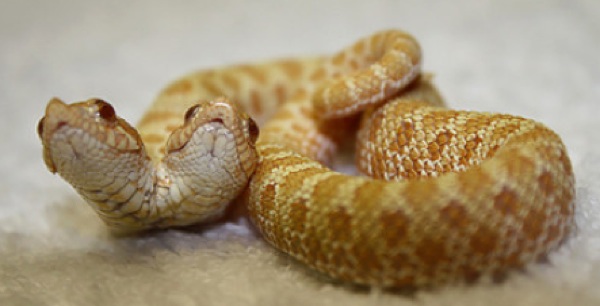 THREADS OF ADVENTURE!: Real live Hydra: two-headed, albino snake!
