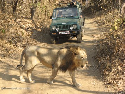 Holiday With King Of Gir Forest - Gir Forest - Only One Place Of ...
