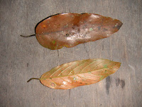Rainforest - LENSA skodeng ALAM: Gerutu-Gerutu (parashorea lucida)