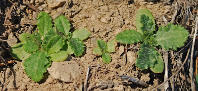 Dipper Ranch: February 2009
