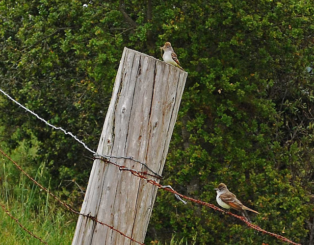 Dipper Ranch: First Fawn