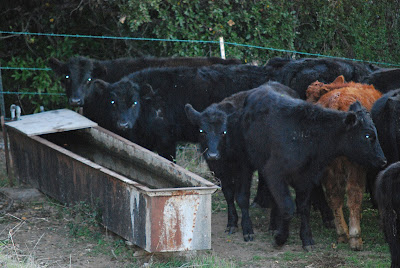 Dipper Ranch: Ghost Cow