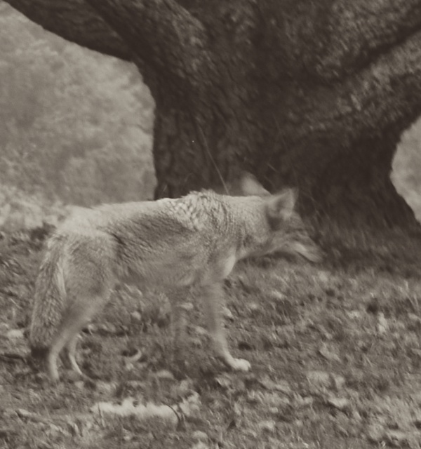 Dipper Ranch: Denning