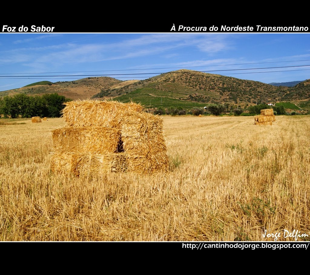 O CANTINHO DO JORGE: Tempo de ceifa/segadas