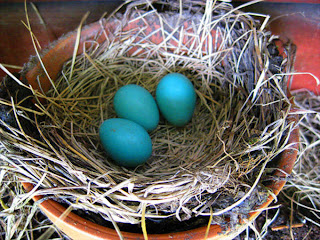 Animals blog: Huevos azules