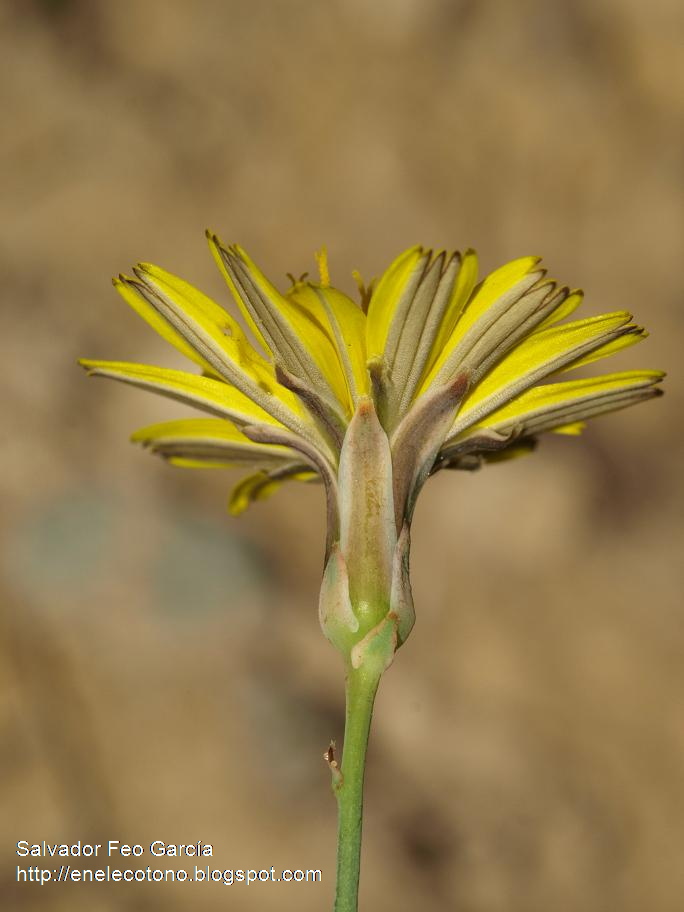 En el ecotono: Diplotaxis harra subsp. lagascana