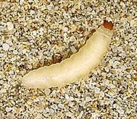 JORNAL O CLASSIFICADÃO: 09/20/08