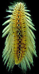 Annelida: Examples of Annelids