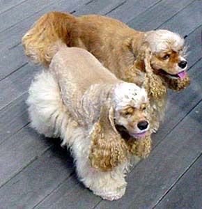 Animal Photo: American Cocker Spaniel Medium Sized Breeds