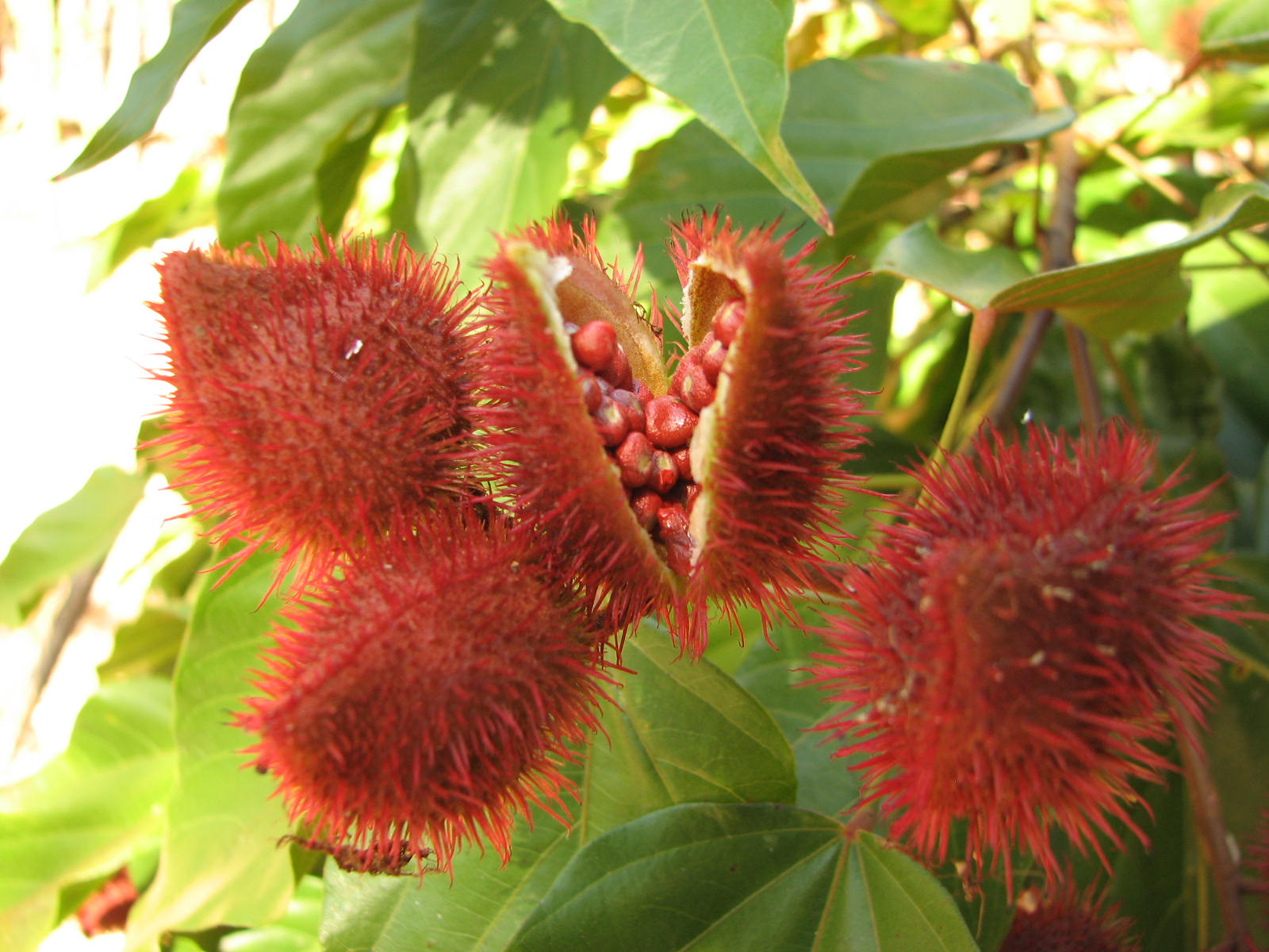 INSTITUTO ARJUNA: abril 2010