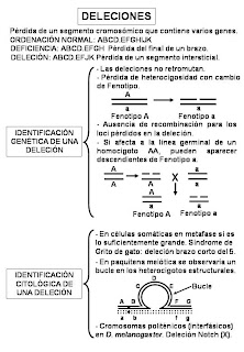 La Célula: DELECIONES
