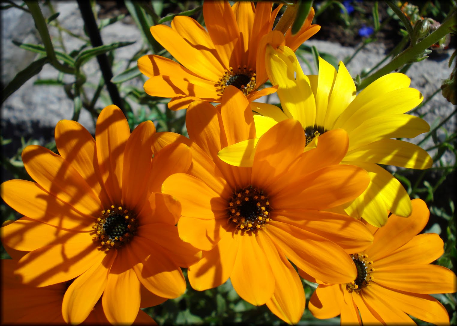 Bull-Sveen's hageblogg: Afrikansk Margeritt