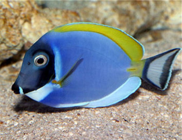 B & Y Marine Fish Shop