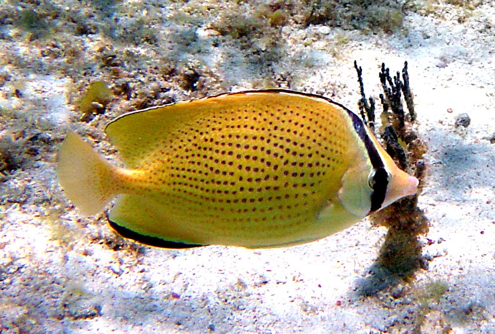 B & Y Marine Fish Shop: Chaetodon Miliaris (Lemon Butterfly)