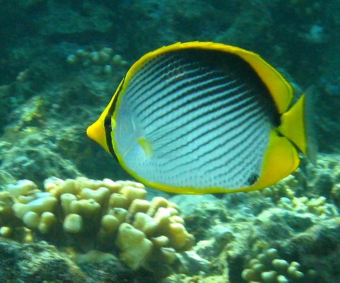B & Y Marine Fish Shop: Chaetodon Melannotus (Black Back Butterfly Fish)