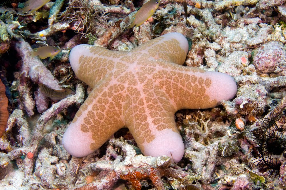 B & Y Marine Fish Shop: Choriaster Granulatus (Sea Starfish)