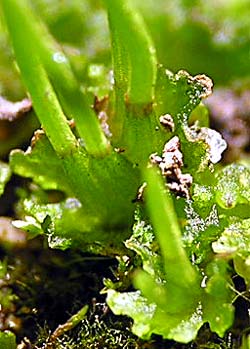 BIOLOGI KINGDOM PLANTAE | DUNIA IPA