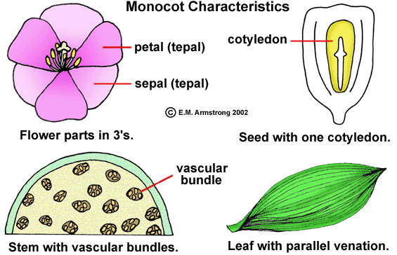 Dunianya Sari: Kingdom Plantae ( Dunia Tumbuhan ) Part-2: Spermatophyta