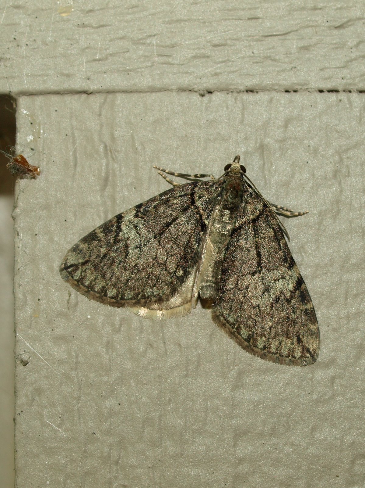 Washington Moths