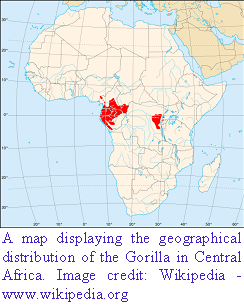 Mammals: Gorilla