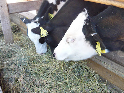 Desafios AgroPuc: Cuidados del Ternero