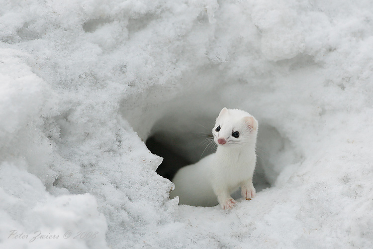 ANIMAL: Beautiful Snow Animals