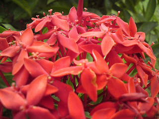 Galeri Suatu Kenangan™: Bunga Siantan....