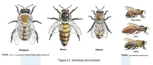 ABEJITAS: historia y morfologia de las abejas