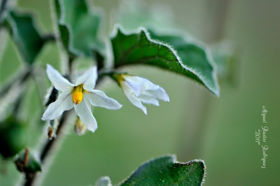 Naturaleza y Fotografía en Motril: Hierba mora (Solanum nigrum)