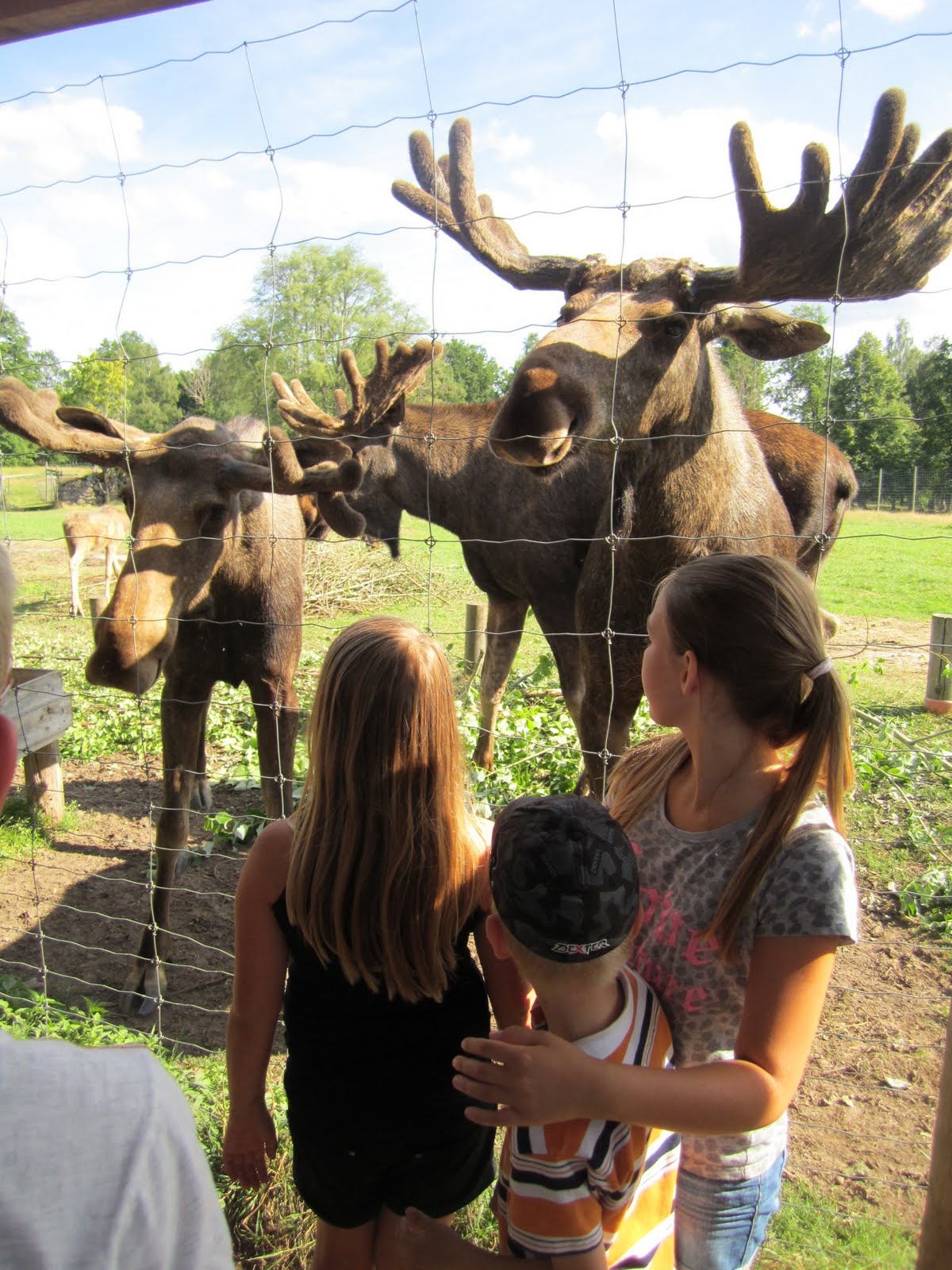 Oliver in Sweden: At the moose farm