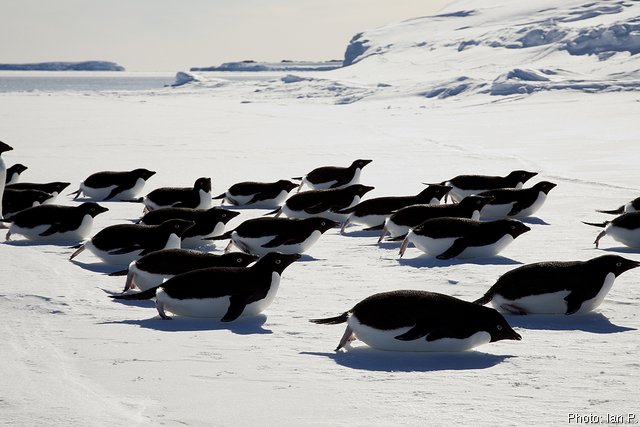 Yetisports Flash Games HD - filecloudtxt