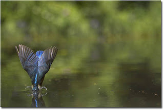 Stuart.: Andy Rouse. Professional Wildlife Photography.
