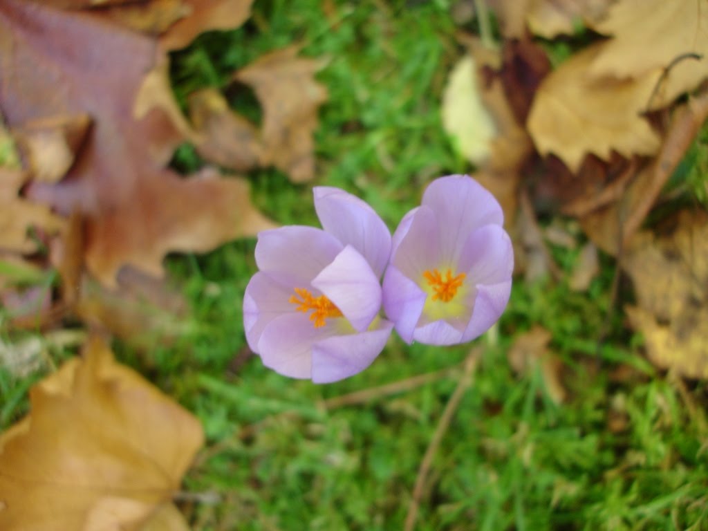 Mi jardín, mi paraíso.: Crocus.
