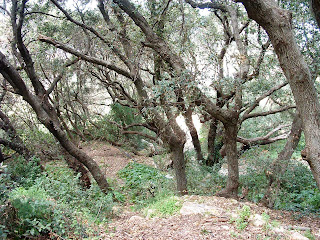 Shawn Vella - SERM: Trees and Woodlands of the Maltese Islands