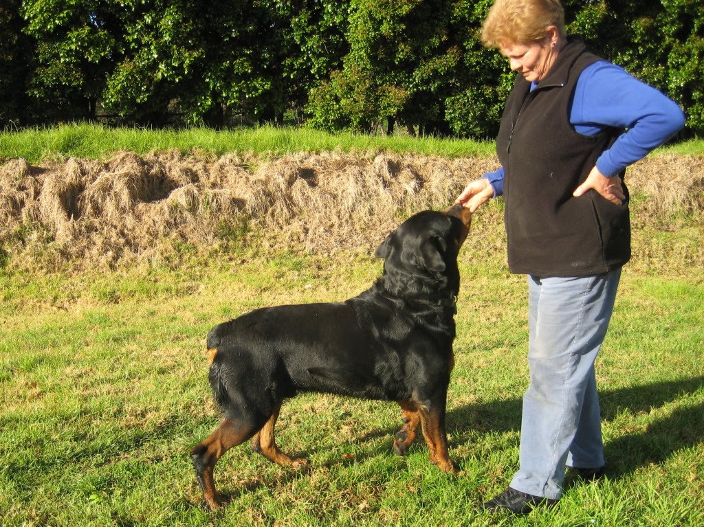 American In Auckland The Bitch Is Pregnant