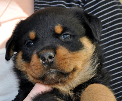 American in Auckland: Five week old Rottweiler puppies