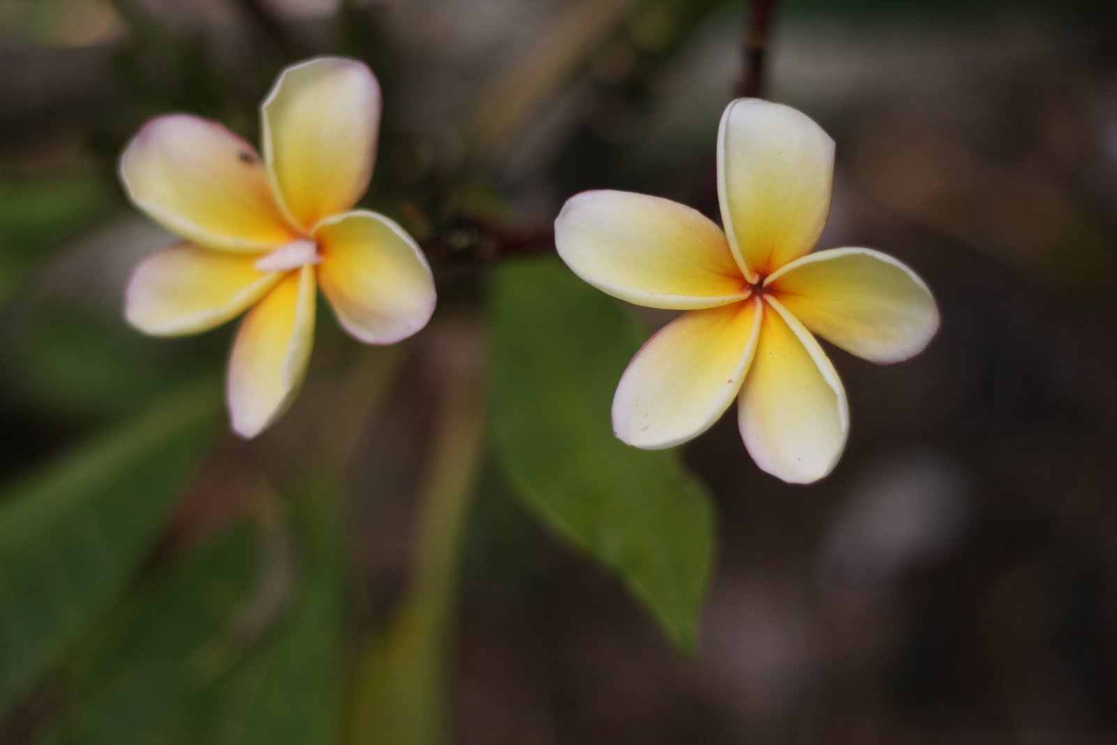 Stacy Christian Photography: A pretty typical Hawaiian Flower