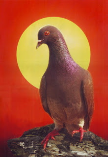 Merpati Balap Blangkon