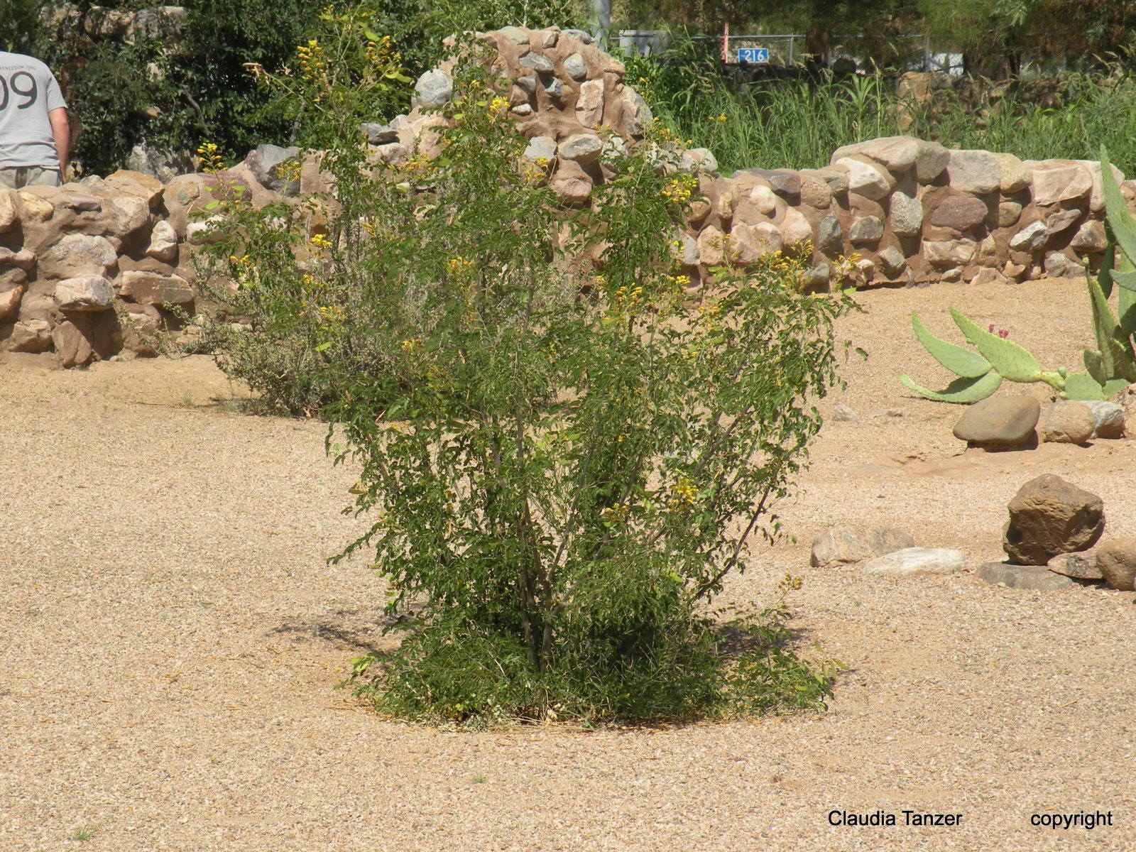 Claudia Tanzer-Photographer: Arizona desert plants