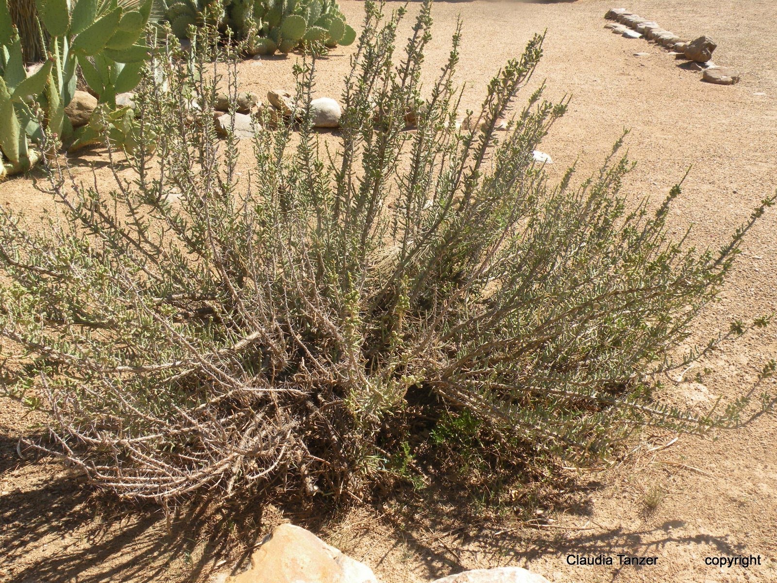 Claudia Tanzer-Photographer: Arizona desert plants