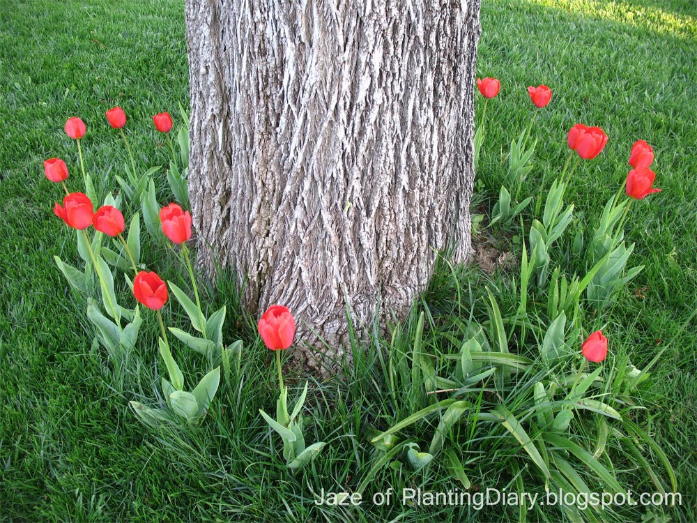 Gardeners Land: Red Tulips Flowers Planted Around An Oak Tree