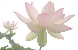 Sougandhika: Sougandhika Pushpa
