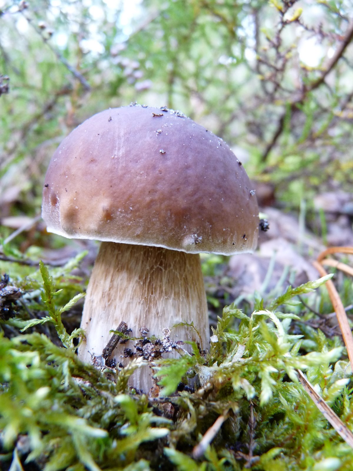 Braškės su pipirais: Grybai, grybai, grybai