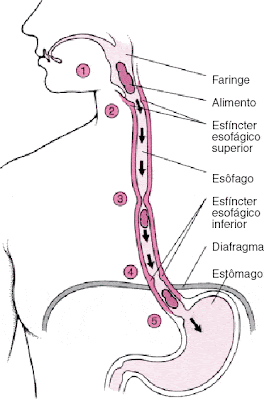 Sistema Digestório: Esôfago
