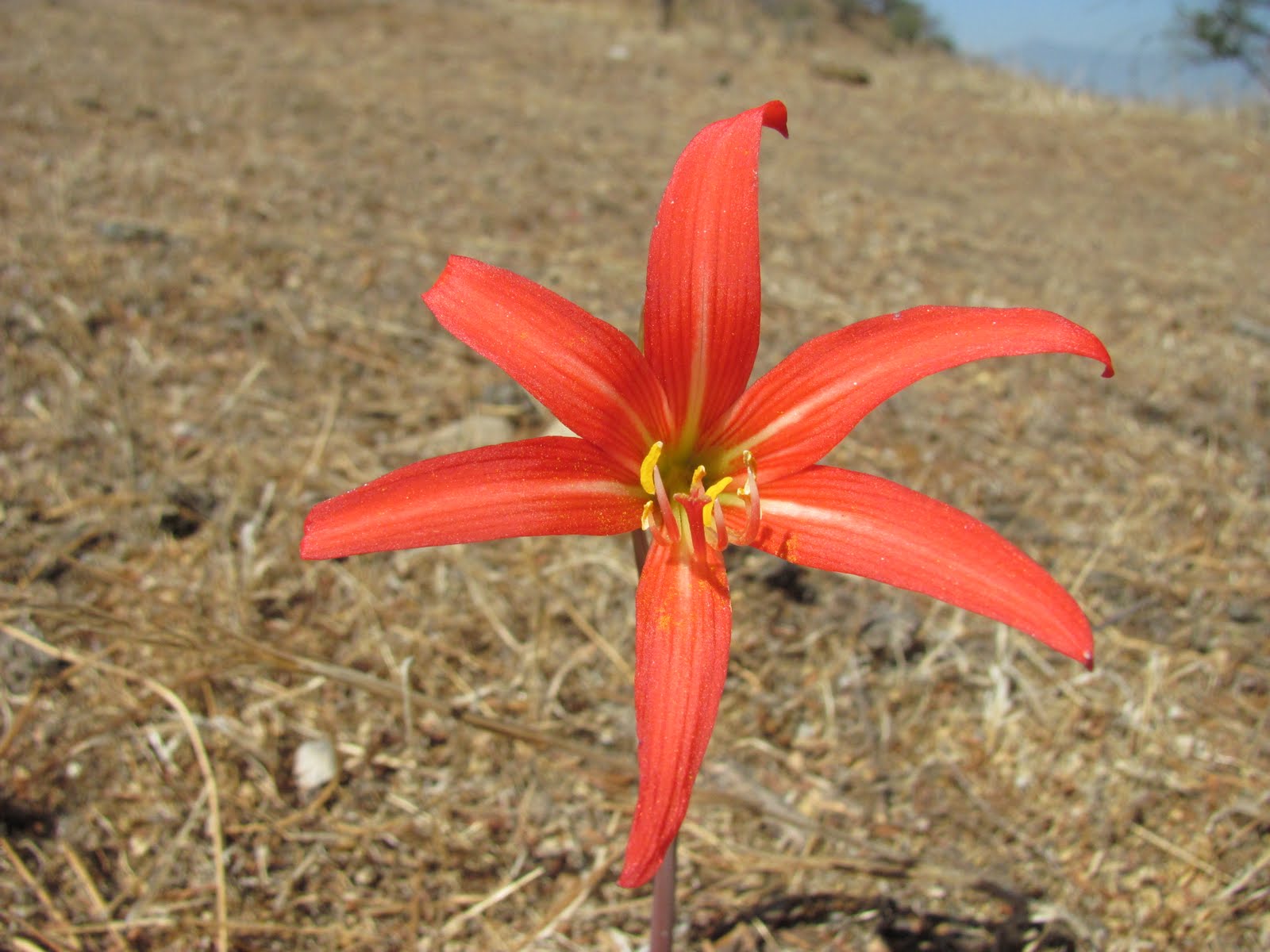 Hierbas Nativas de Tagua Tagua