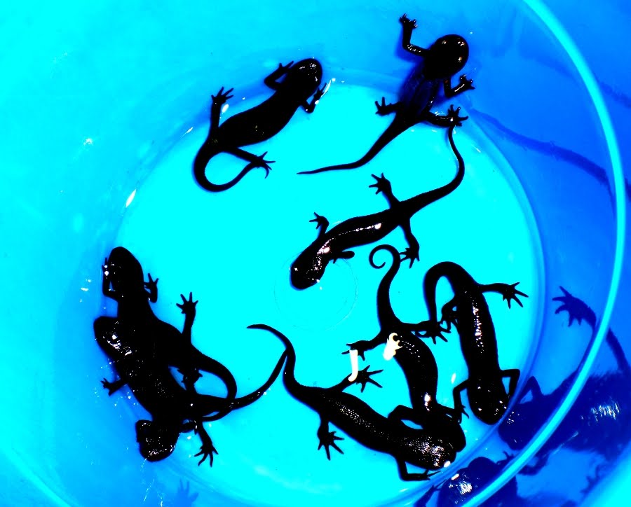 EXOTICCARE Reptil , Amphibi , Ikan air tawar , Piranha , Salamander ...