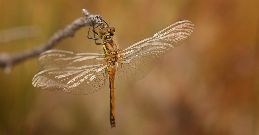 Portfolio Marius Engvik Aunvik: Libeller